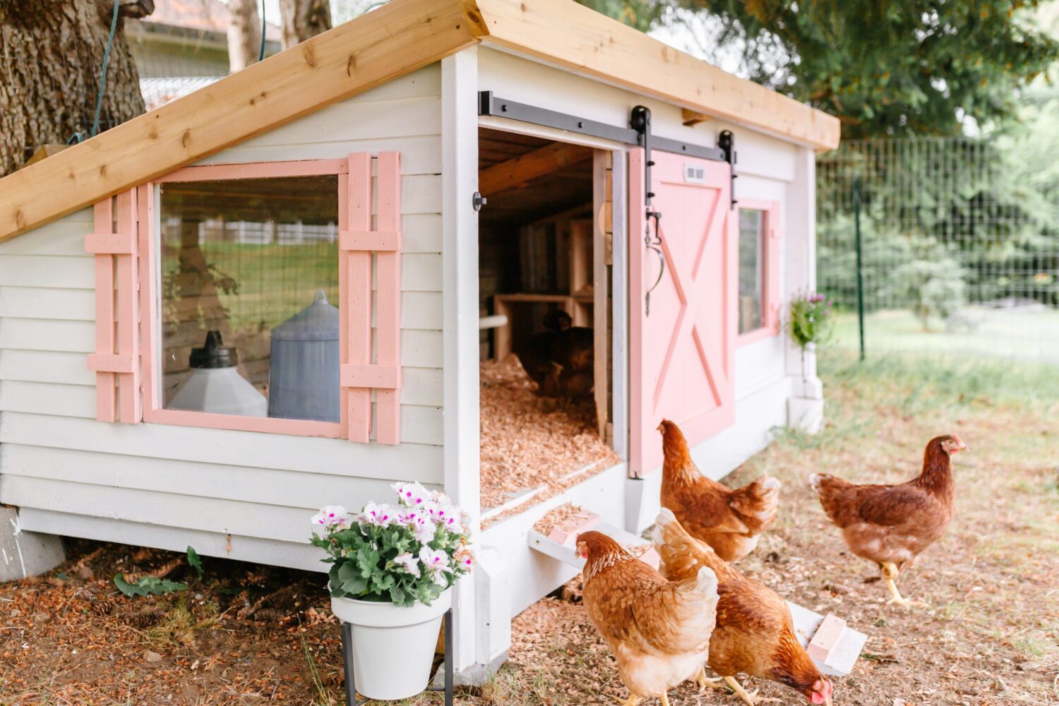 How To Choose The Right Size For Your Chicken Coop? - Nhlink.net
