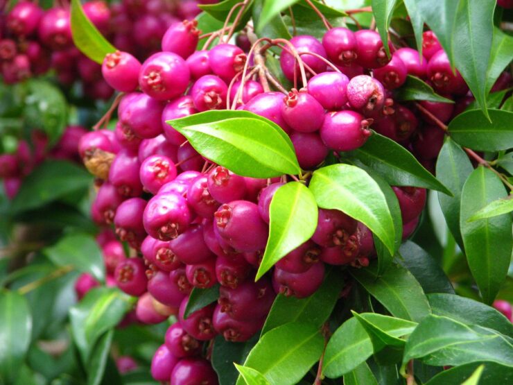 The Beauty and Benefits of Lilly Pilly Trees: A Comprehensive Guide to ...