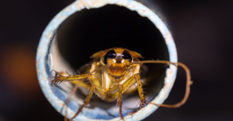 Keep Roaches Out of Drains and Prevent Them from Invading