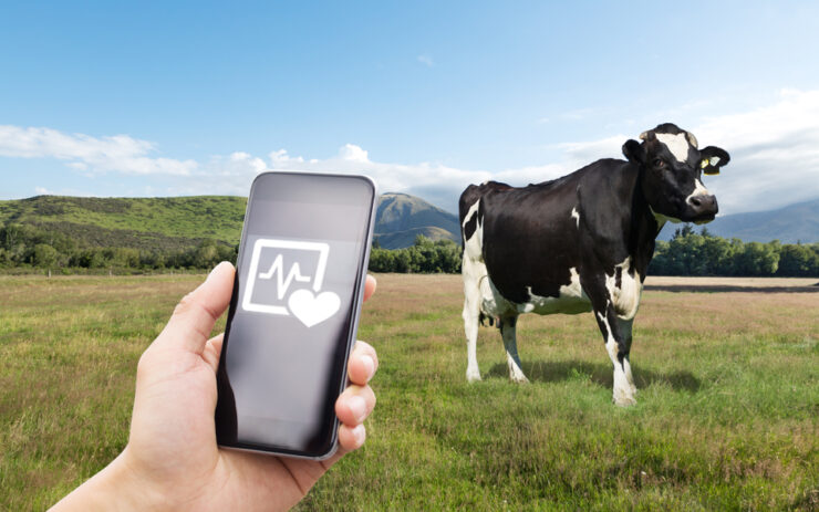 Cow Tagging in the Digital Age: Modern Solutions for Livestock - Nhlink.net