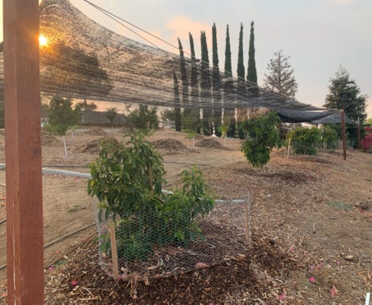 Shade Cloth for Fruit Trees ─ Essential Tips for Choosing the Right ...
